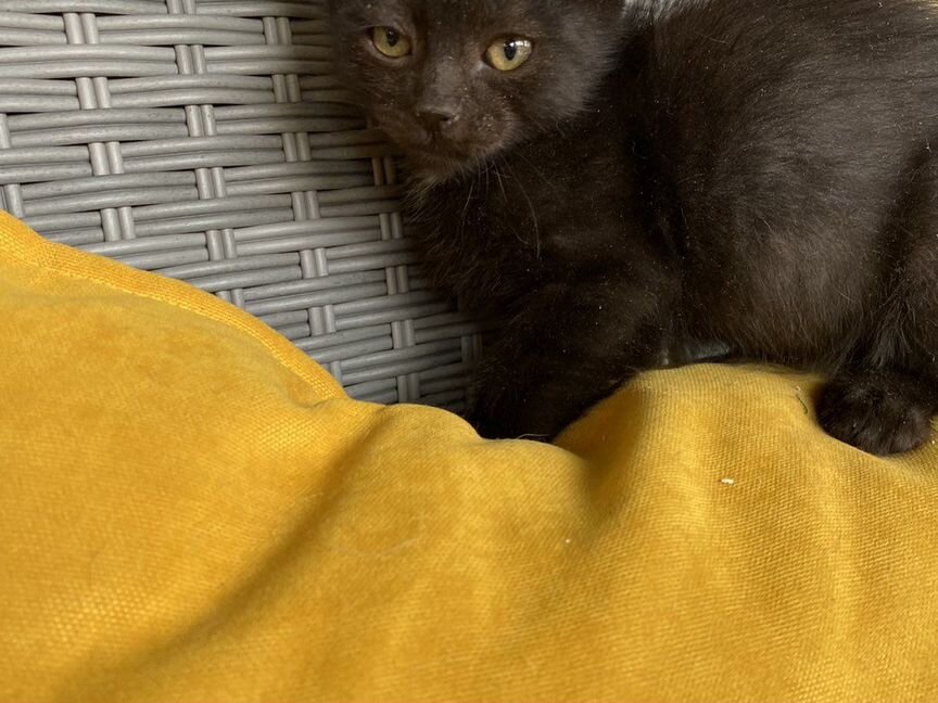 Черный Бумер