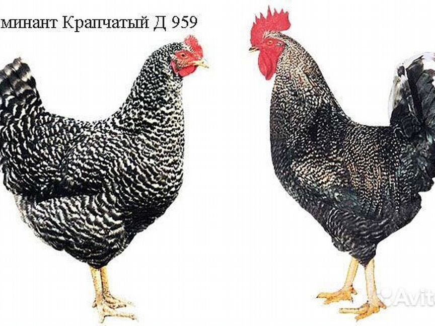 Домашняя птица