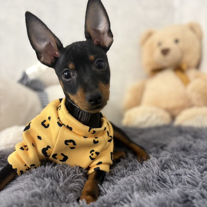 Русский той-терьер, щенок