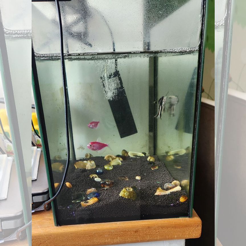 Аквариум с рыбками