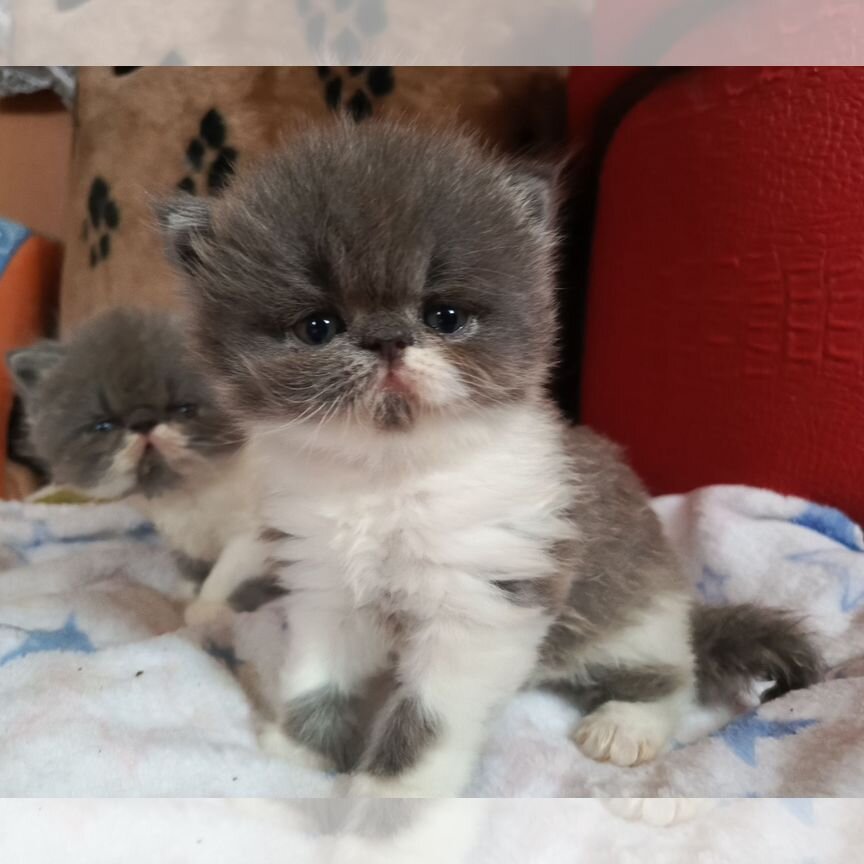 Экзотические котята