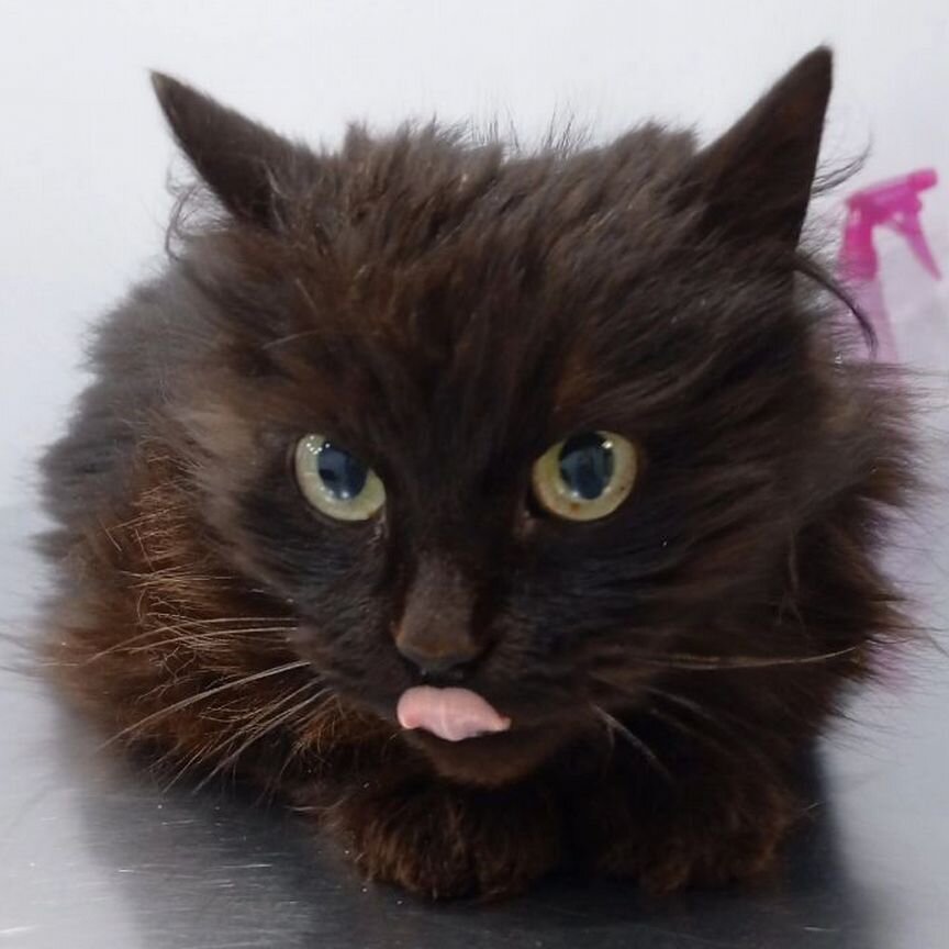 Шотландский вислоухий длинношёрстный котёнок