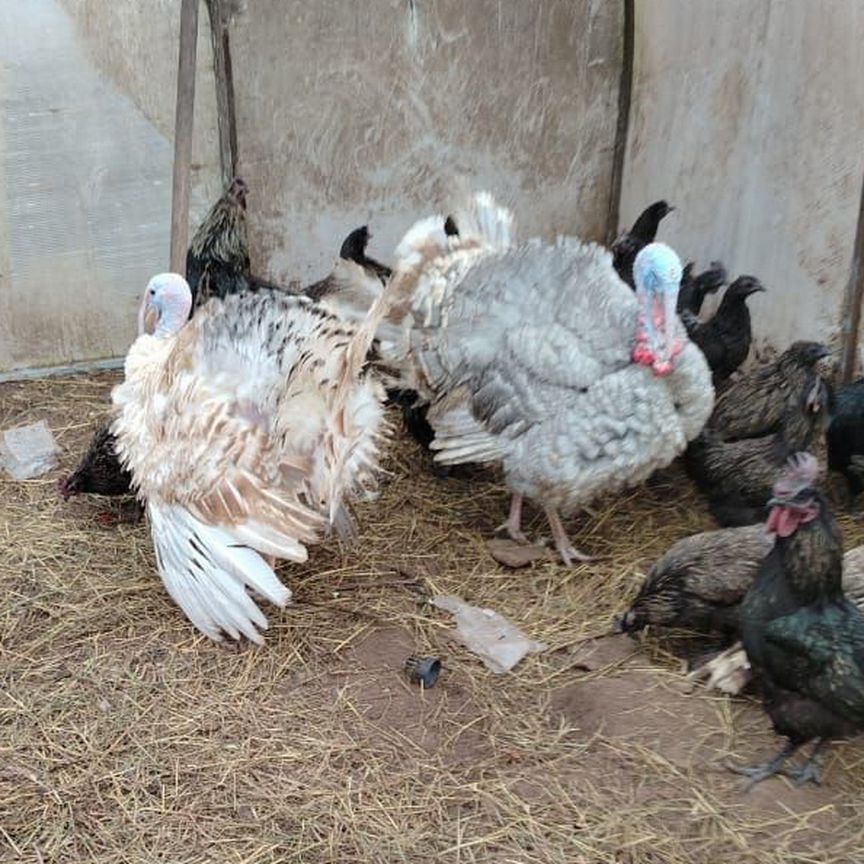 Индюки самцы 8 месяцев