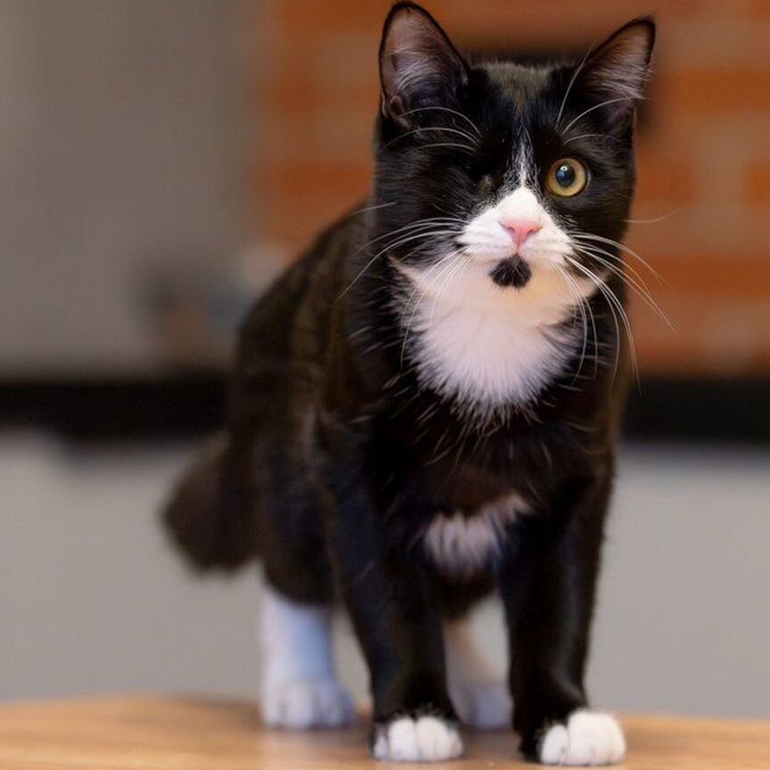 Взрослый кот в добрые руки