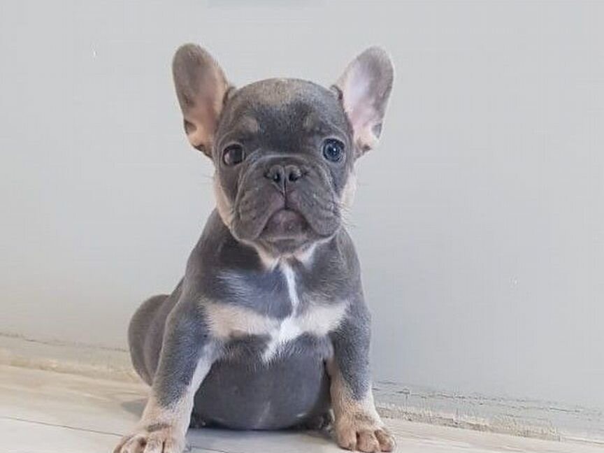 Французский бульдог щенок