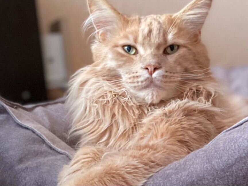 Мейн-кун в добрые руки