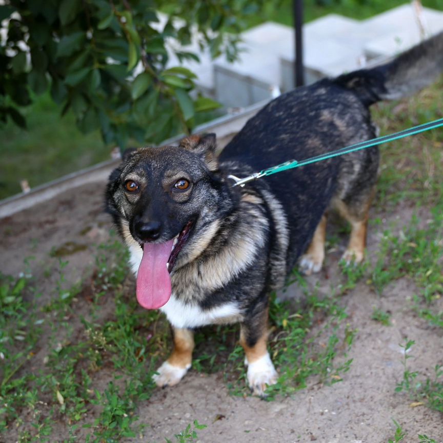 Собачка Марта ищет дом