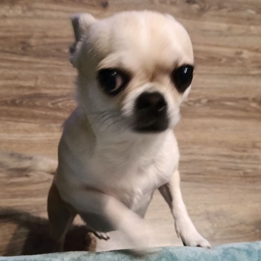 Чихуахуа мини