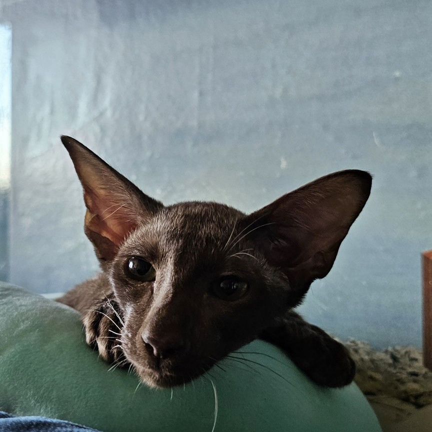 Зеленоглазый орик