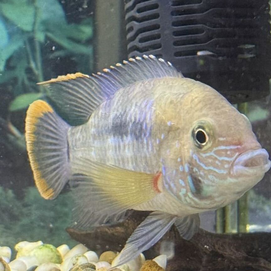 Аквариумные рыбки Акара бирюзовая