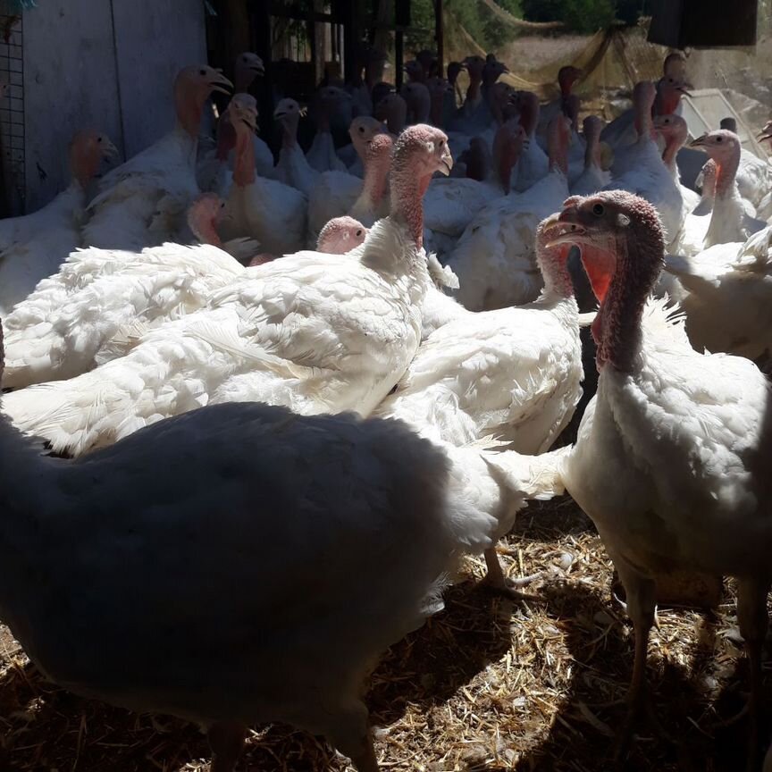 Подрощеные индюшата