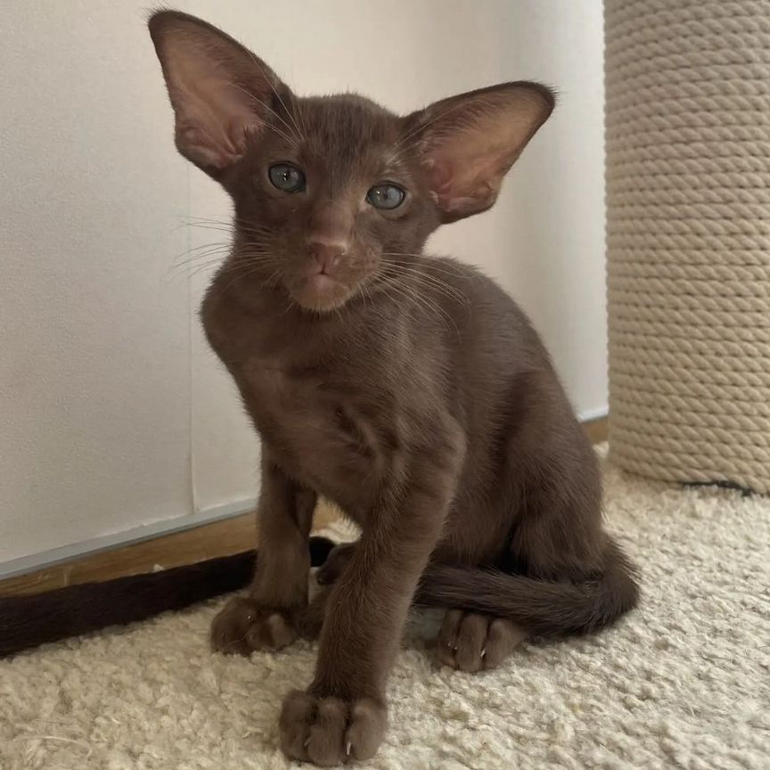 Ориентальный котёнок