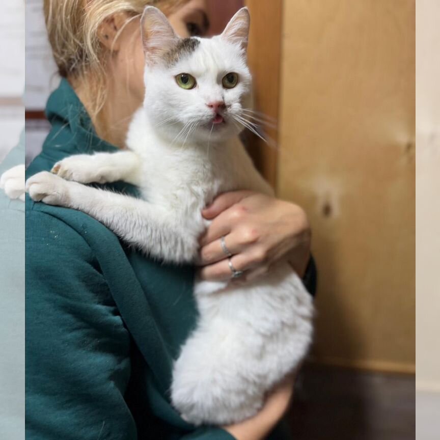 Взрослый кот в добрые руки