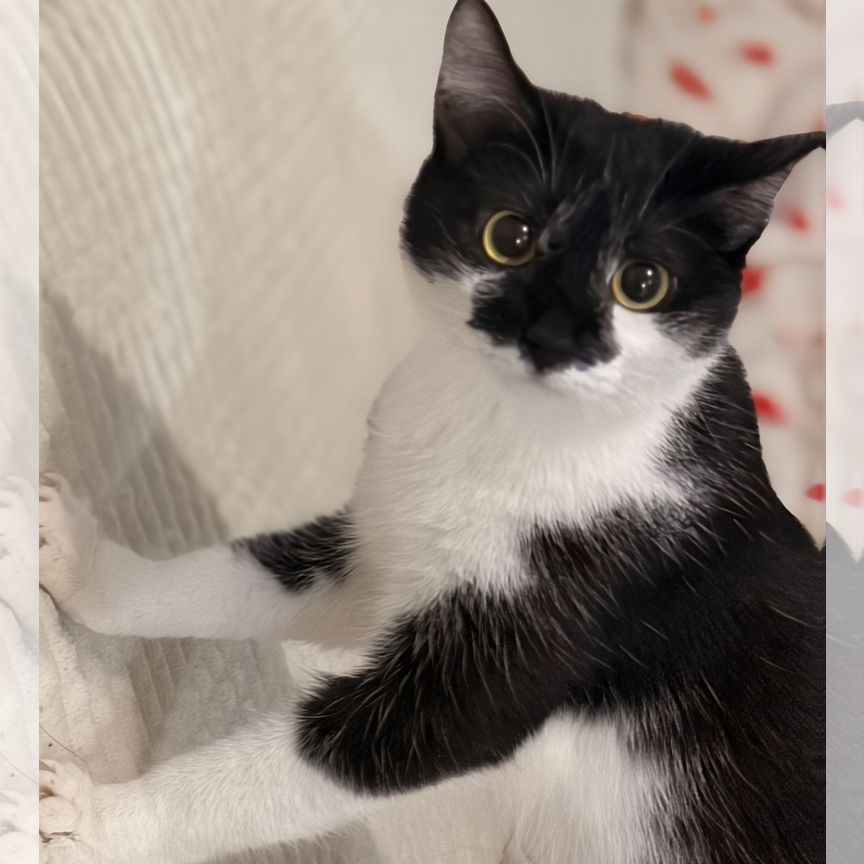 Взрослая, кошка в добрые руки