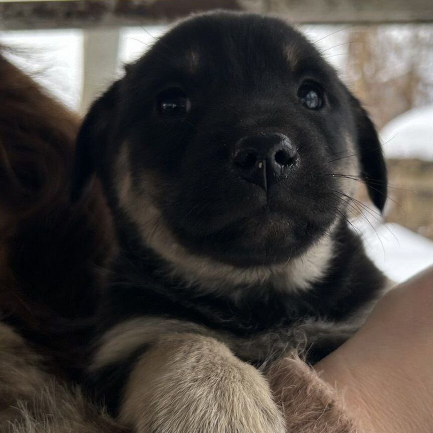 Щенок в добрые руки