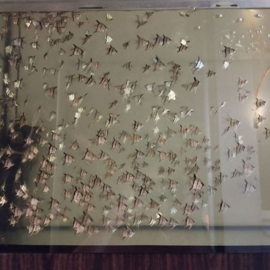 Скалярия мраморная