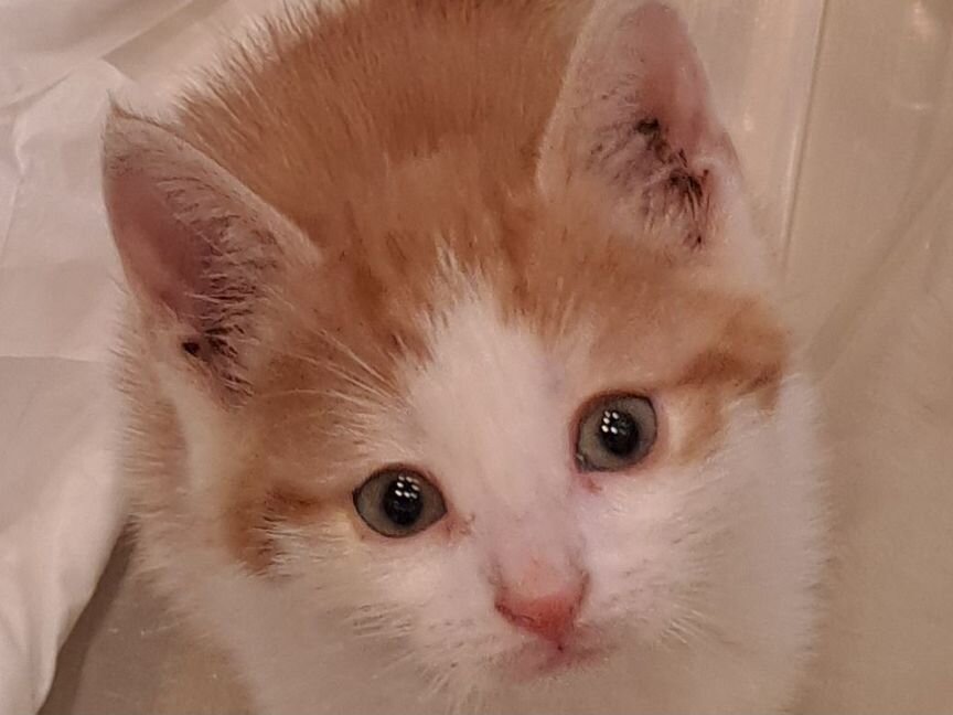 Кошка