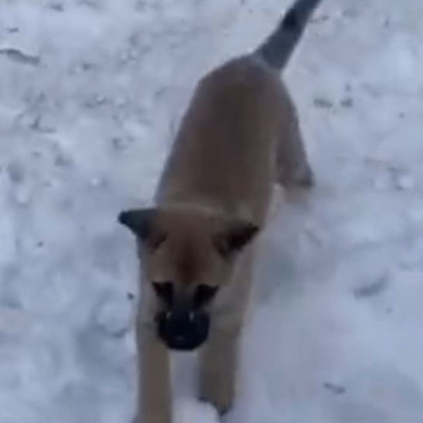 Щенки