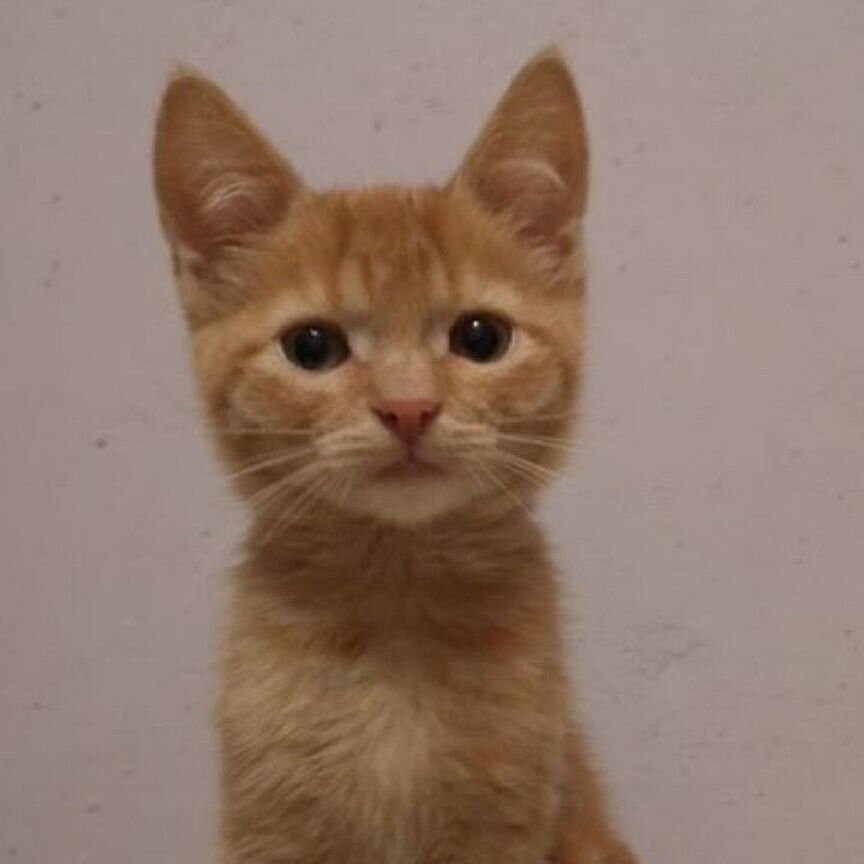Милый рыжий котенок ищет дом