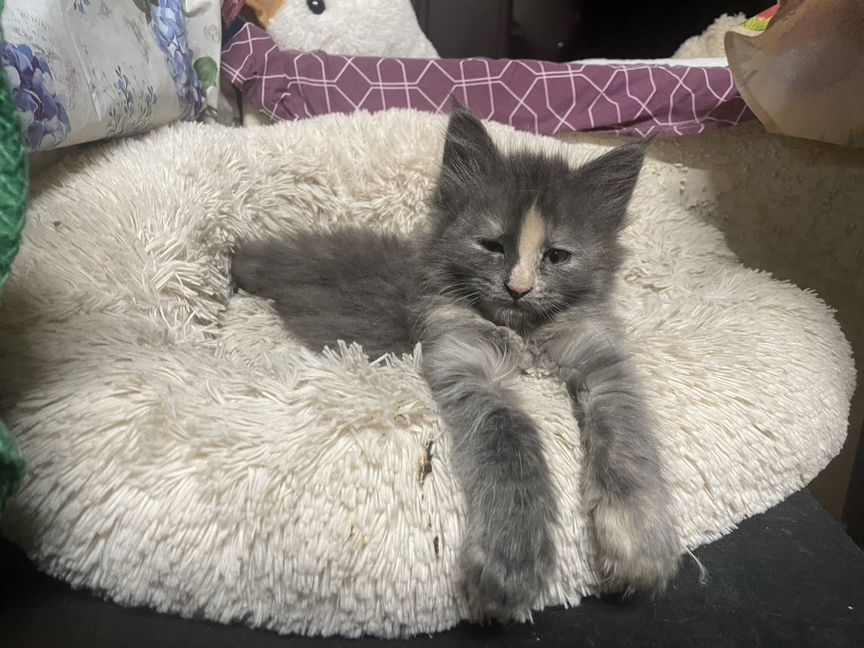 Котята мейн-кун