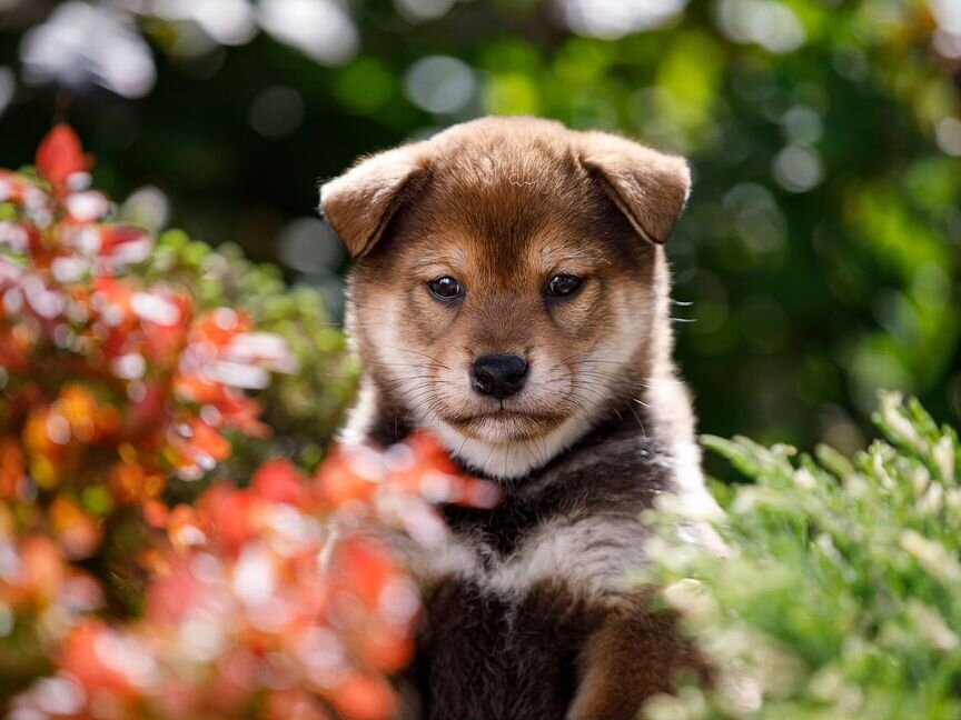 Щенки сиба окрасом сезам