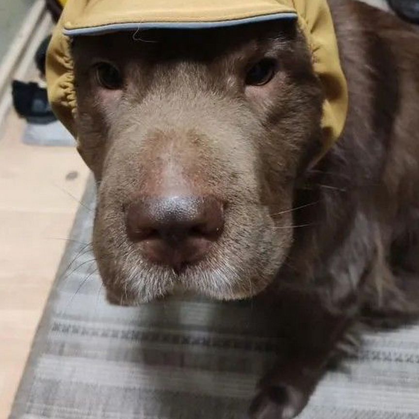 Шапка для собак Тузик на липучке