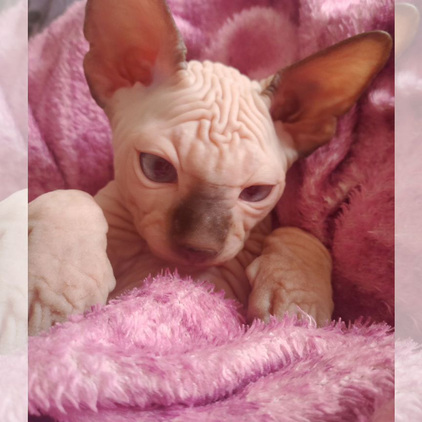 Канадский сфинкс котёнок