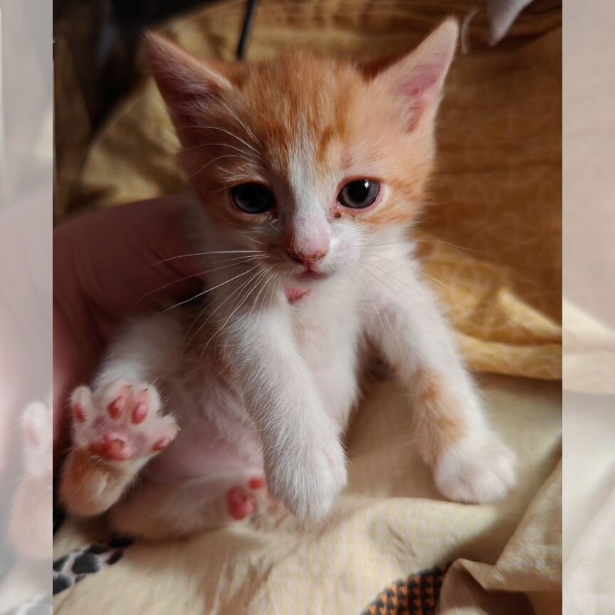 Котёнок в добрые руки