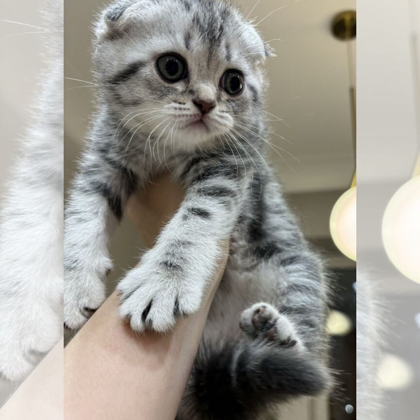 Шотландские вислоухие котята