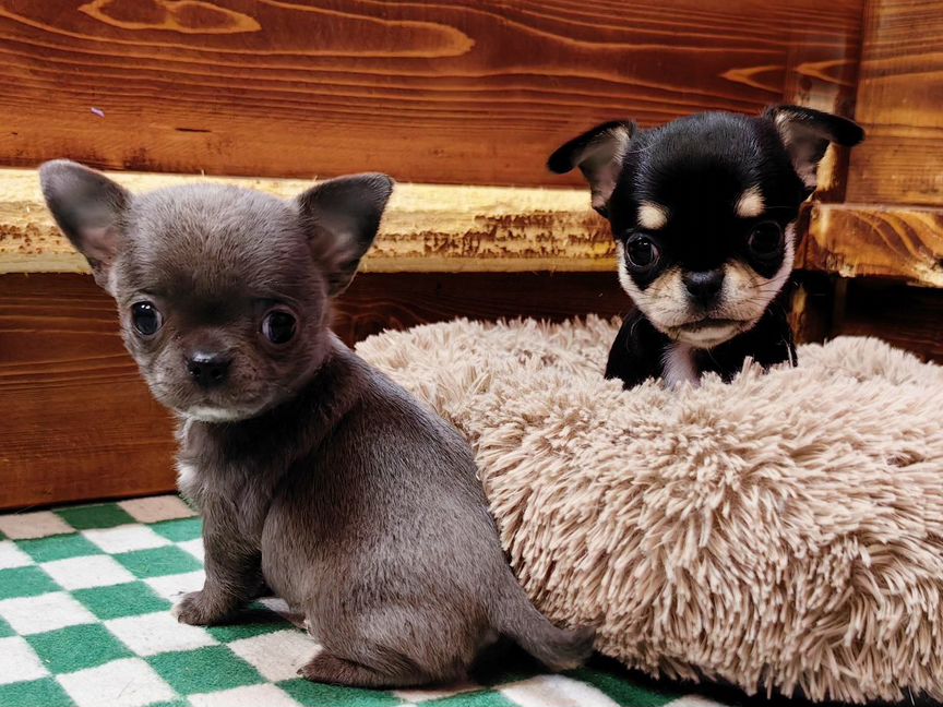 Чихуахуа. Девочки разных окрасов