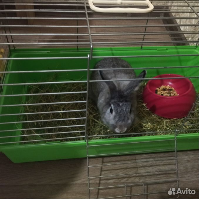 Продам декоративного кролика