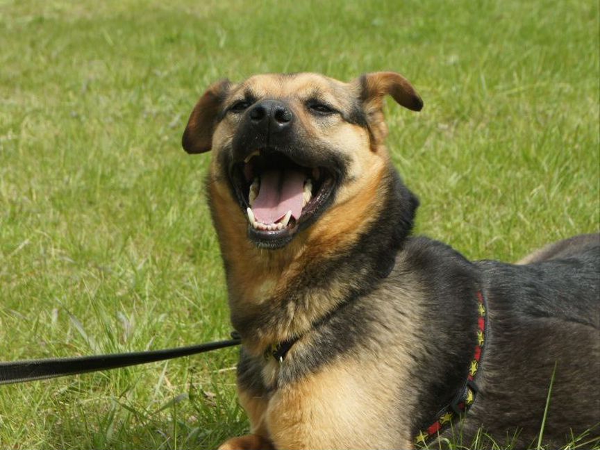 Очаровательная мелкая тигрица Джина в добрые руки