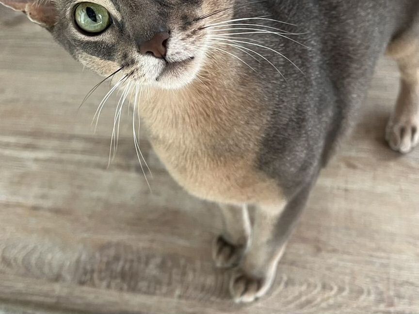 Пристраиваю пару Абиссинских кошек