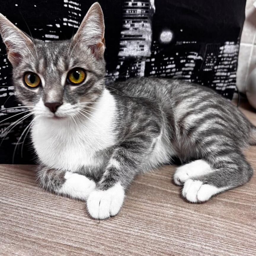 Котёнок в добрые руки