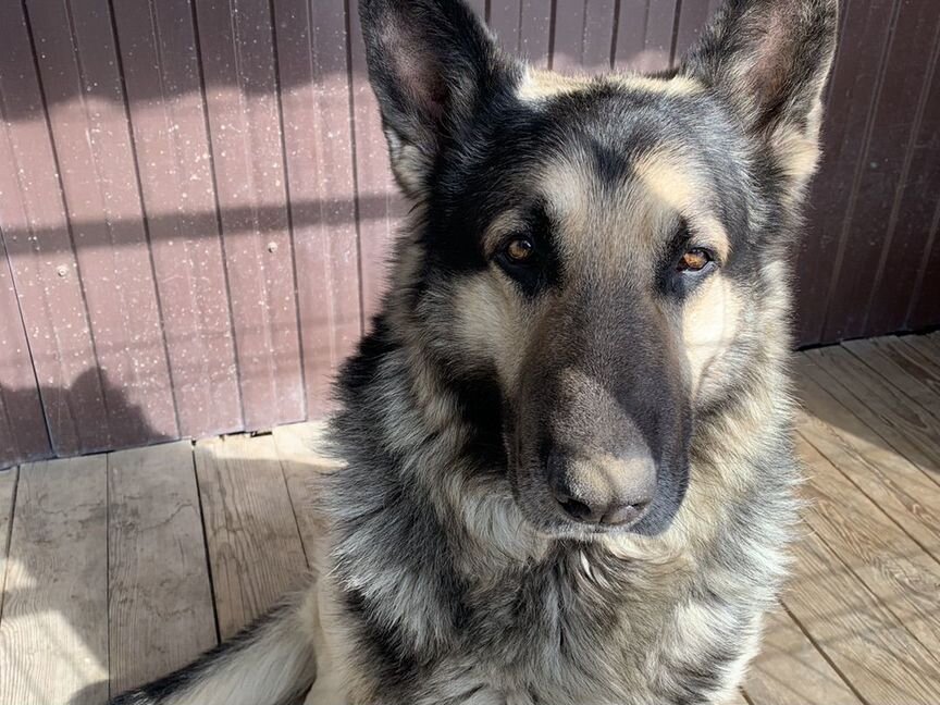 Восточноевропейская овчарка