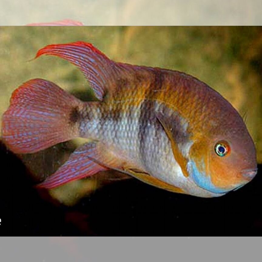 Цихлазома Седжика. Самец