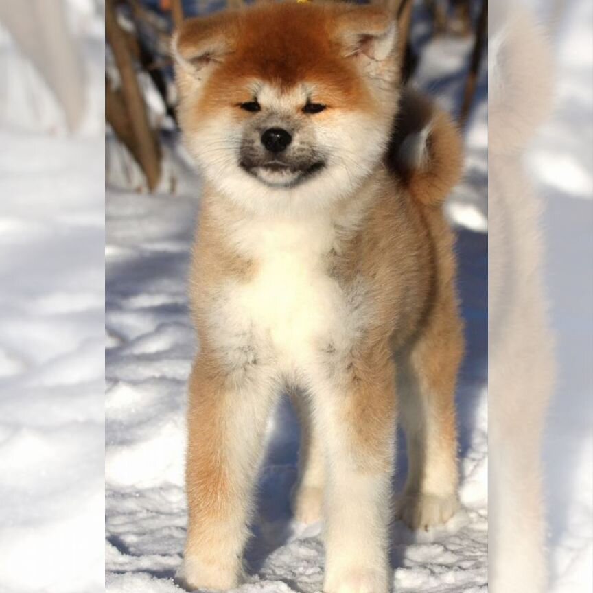 Акита-ину, щенок