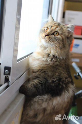 Кошка Ася, лечебная (всё включено)