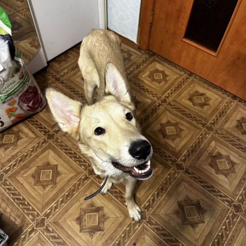 Лайка, щенок