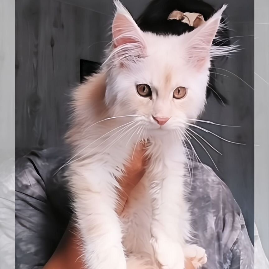 Мейн-кун котёнок