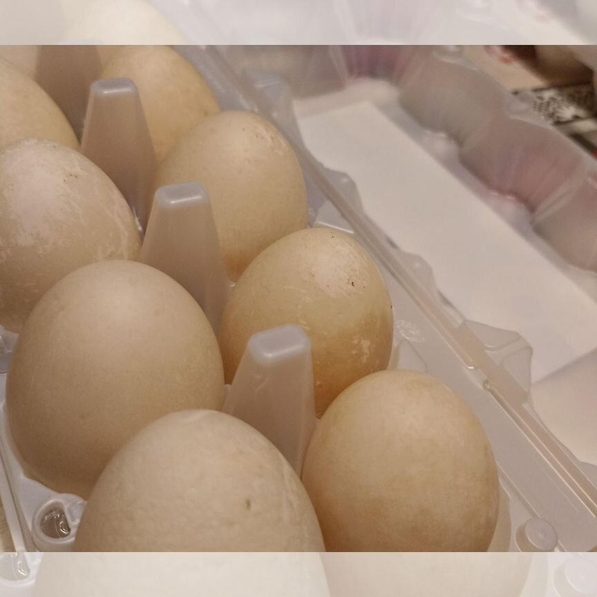 Инкубационное яйцо мускусной утки