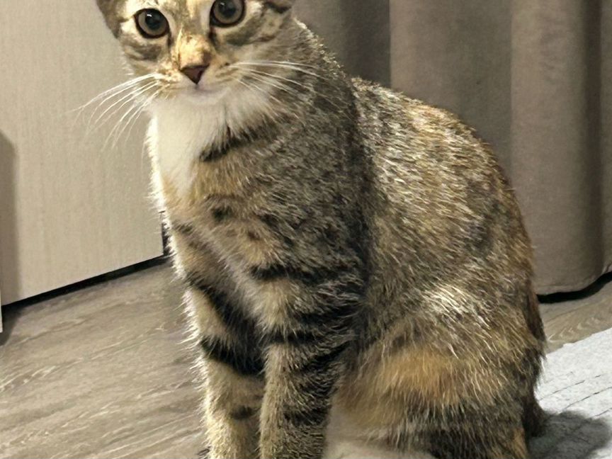 Отдам котят в самые хорошие руки