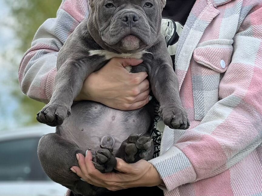 Микро мальчик американский булли