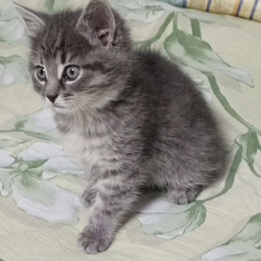 Шотландский прямоухий короткошёрстный котёнок