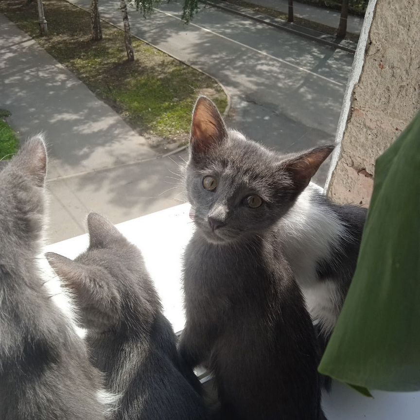 Котята в добрые руки