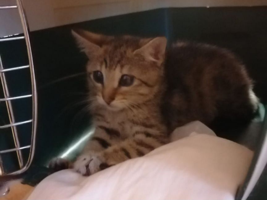 Котята в добрые руки