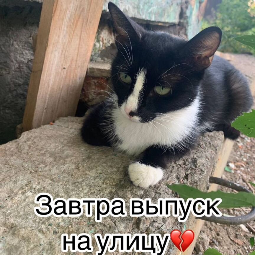 Кошечке нужна помощь