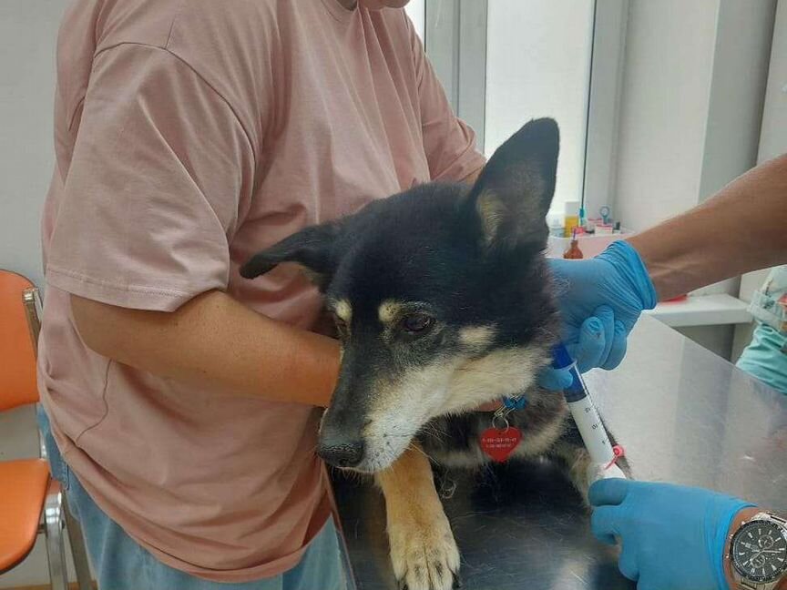 Собака живет надеждой о заботе и любви