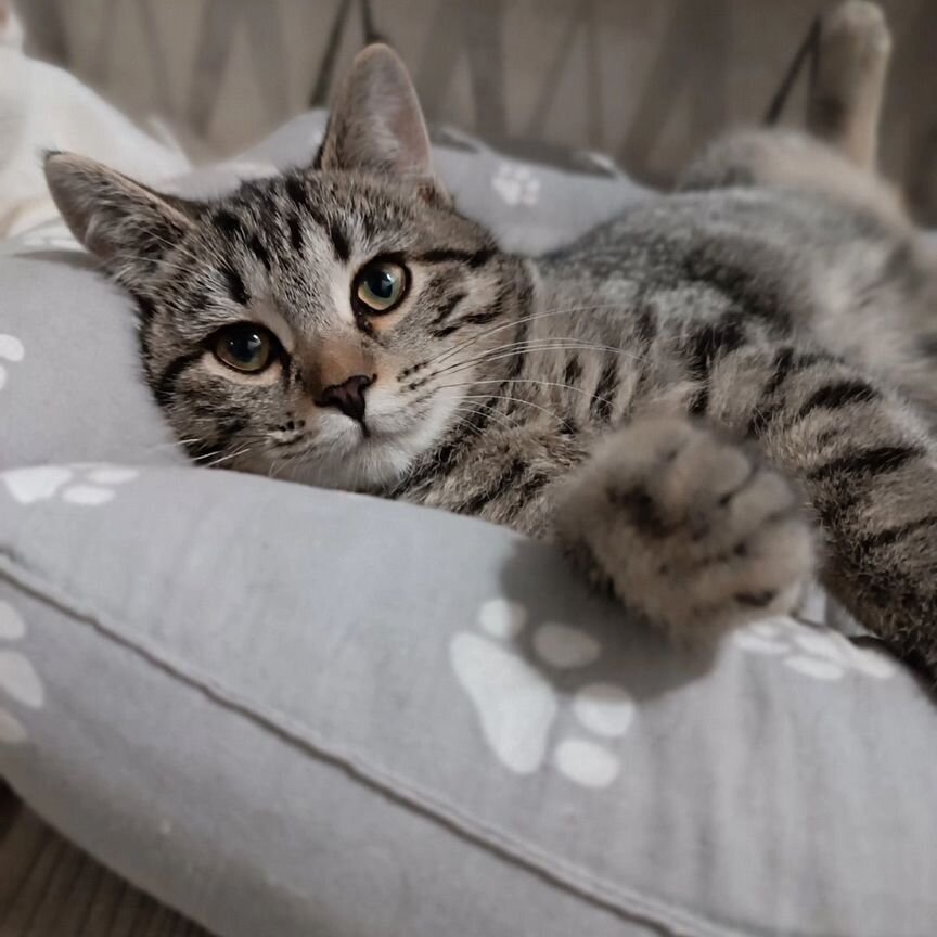 Котенок
