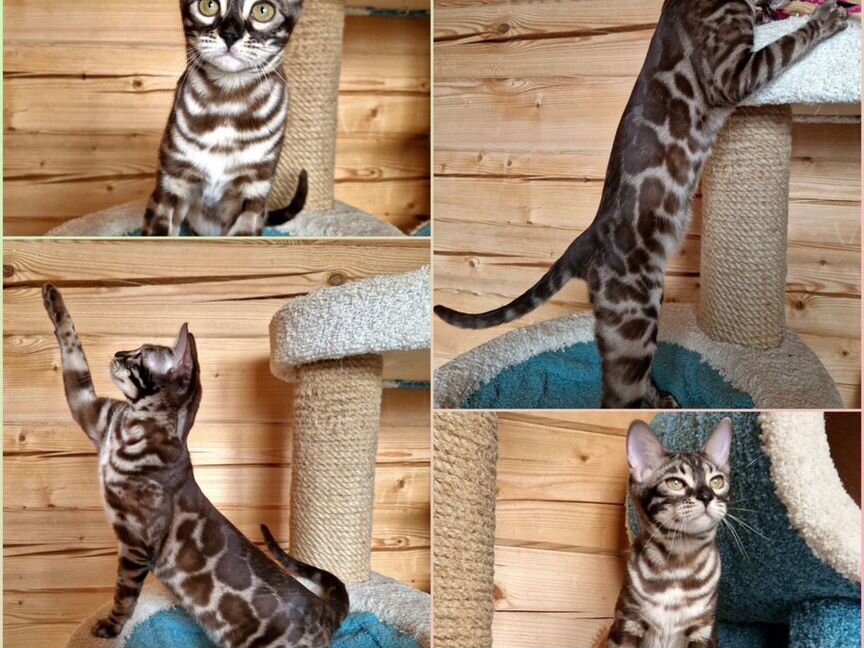 Бенгальская кошка из питомника